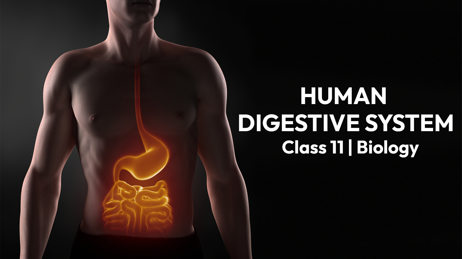 Understanding Human Digestive System: Biology - Course for Class 11 ...
